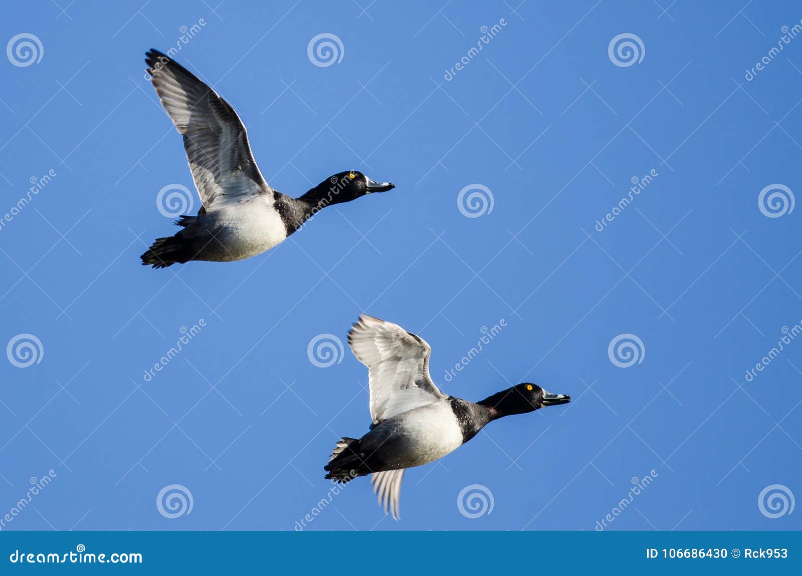 Two Ring-Necked Ducks Flying in a Blue Sky Stock Photo - Image of clear ...