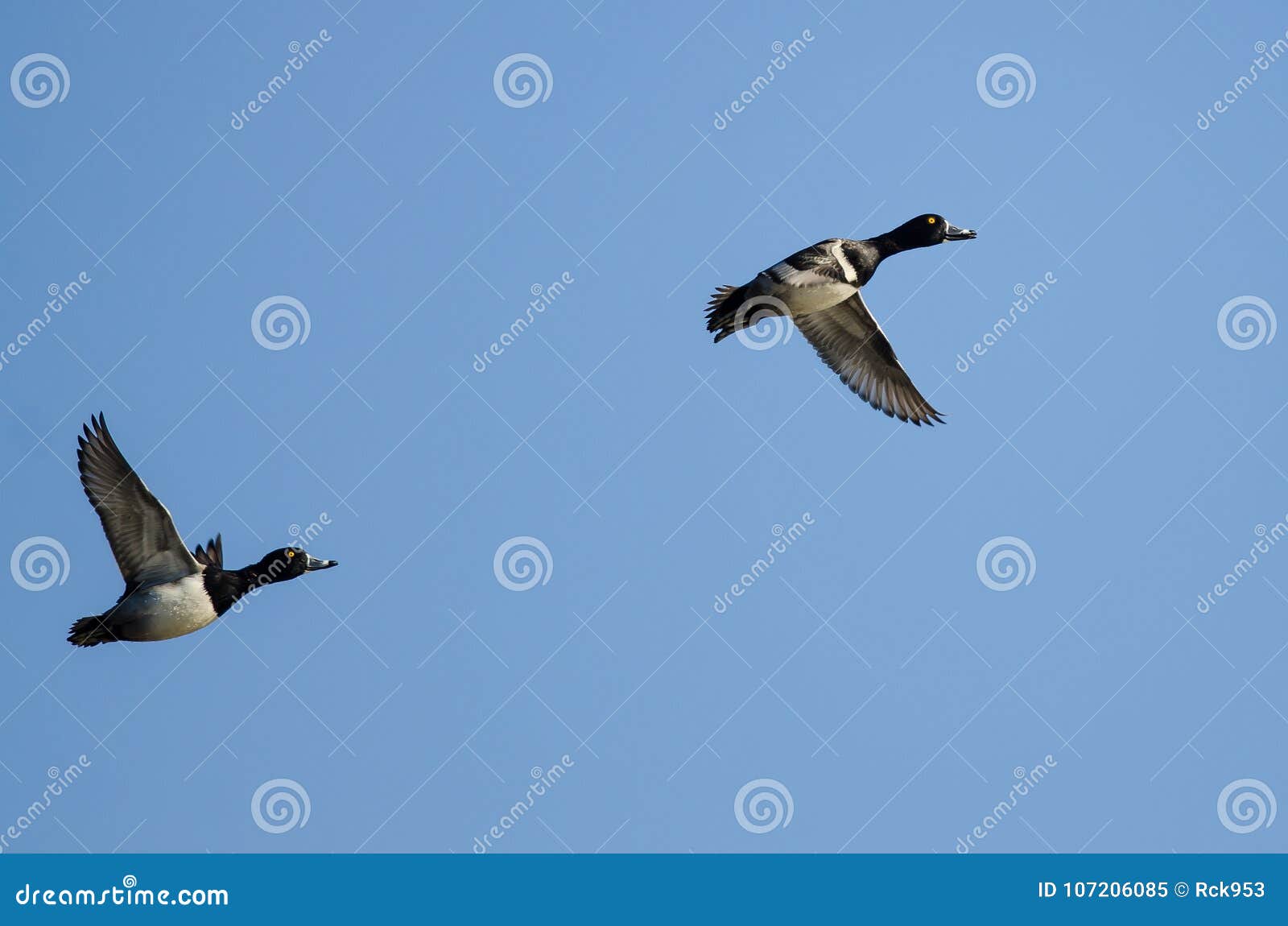 Two Ring-Necked Ducks Flying in a Blue Sky Stock Image - Image of ...
