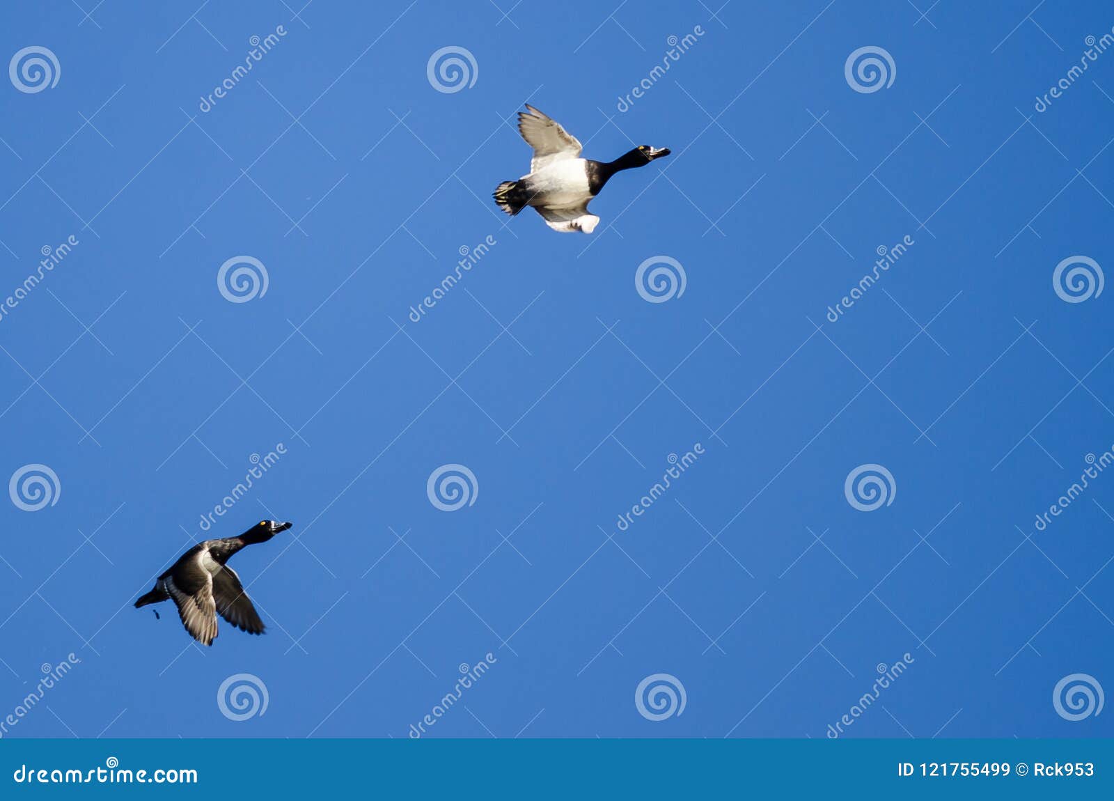 Two Ring-Necked, Ducks Flying in a Blue Sky Stock Image - Image of ...