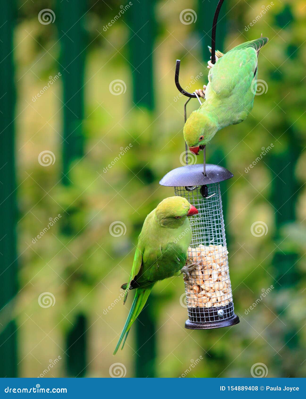 Two Ring Necked Parakeets Squabbling Over Nuts in a Bird Feeder Stock ...