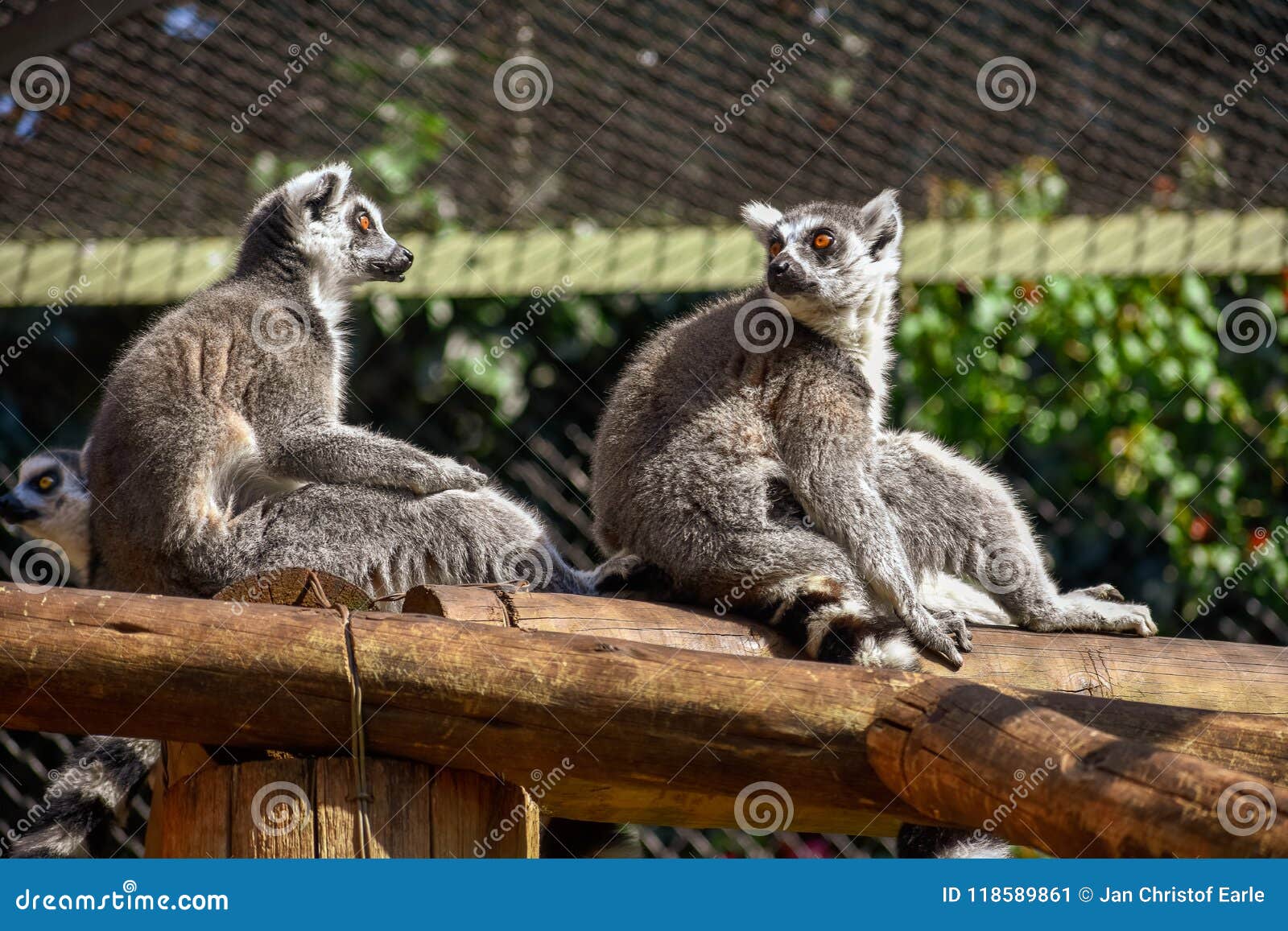 Two Ring-tailed Lemur Sitting in the Sun Stock Image - Image of africa ...