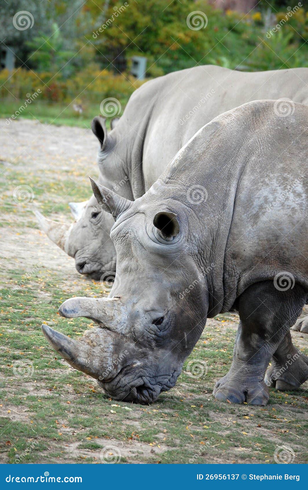 Two Rino s stock image. Image of park, mammal, outdoor - 26956137