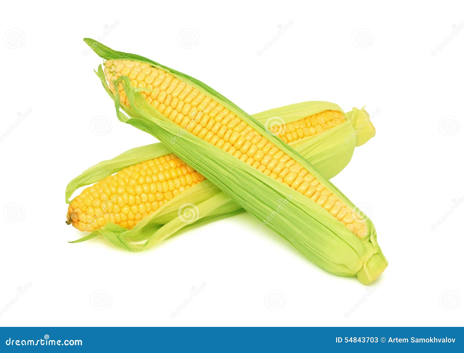 Two Ripe Corn on the Cob with Leaves (isolated) Stock Image - Image of ...