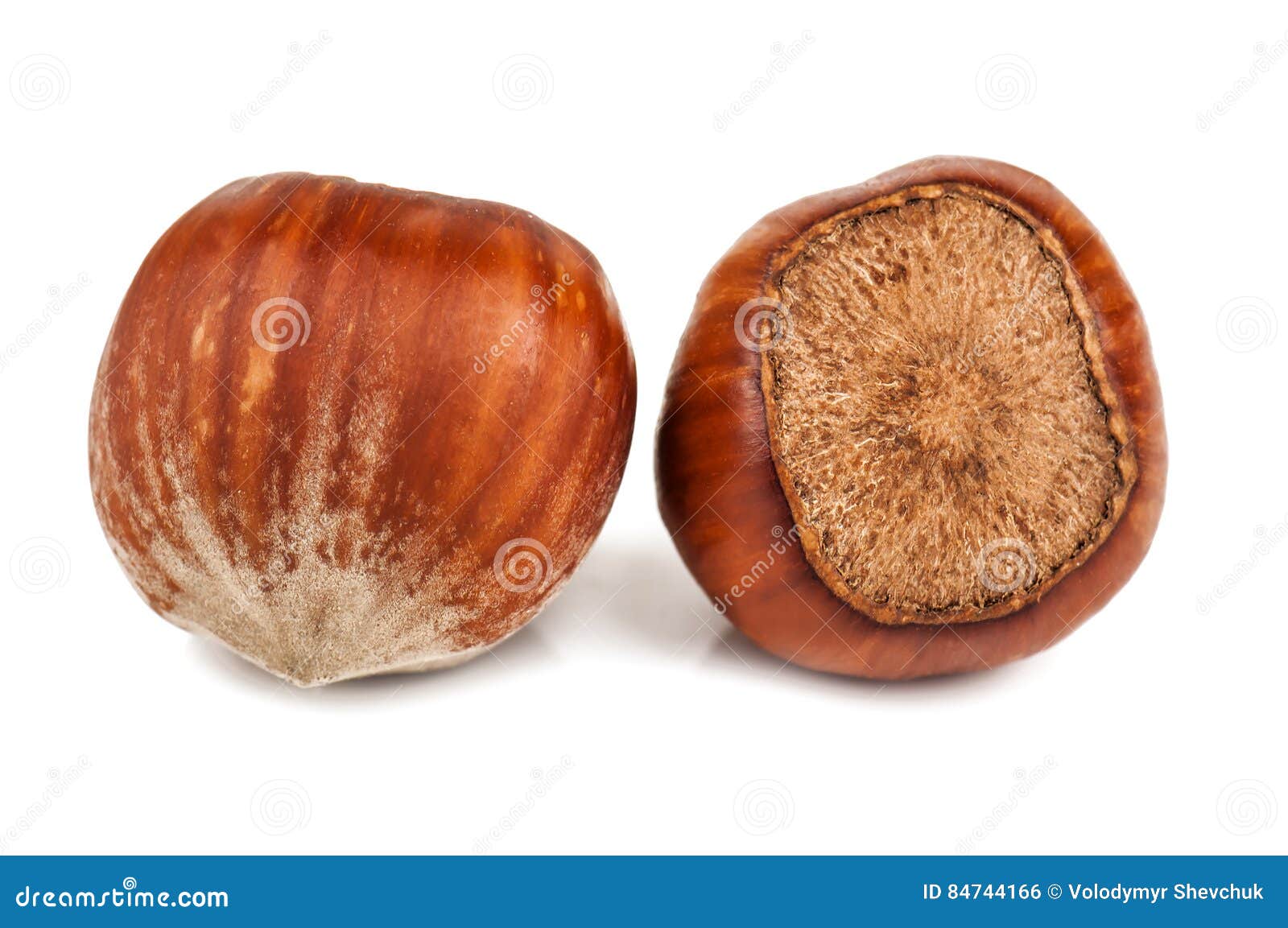 Two ripe hazelnut stock photo. Image of organic, nucleus - 84744166