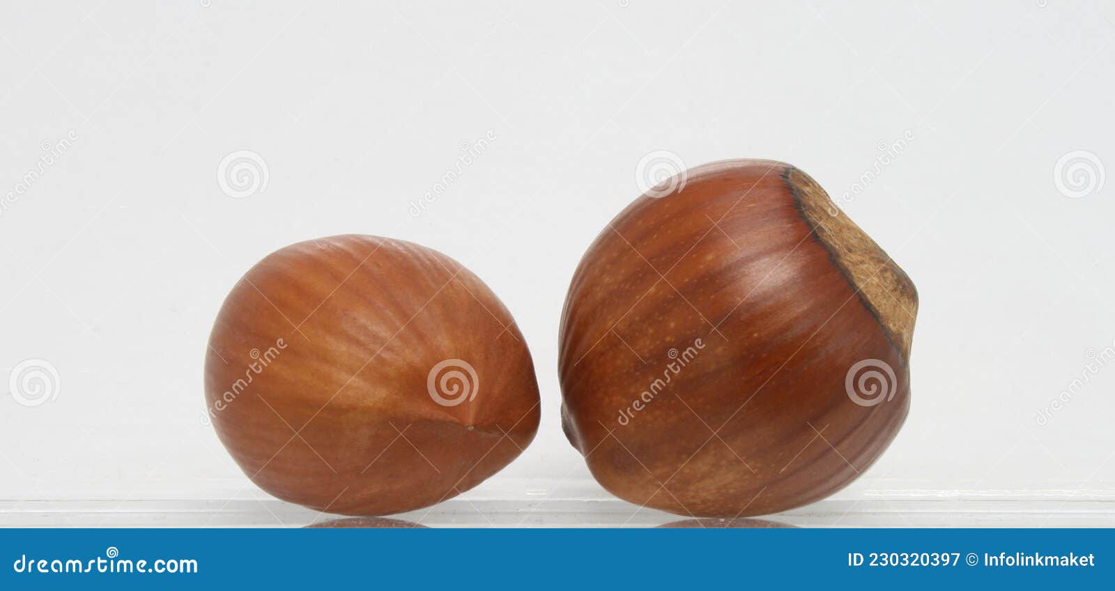 Two Ripe Hazelnuts in the Shell without Leaves, on a Glass Stand and ...