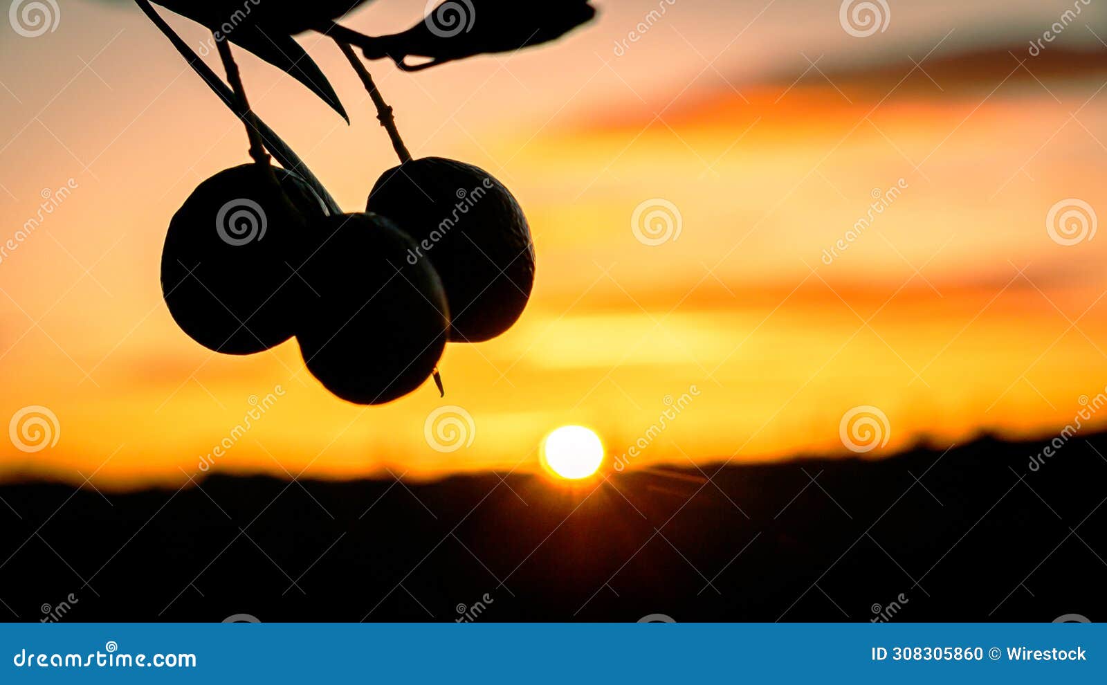 Two Mangoes Hanging from a Tree at Sunset with Sun Setting in ...