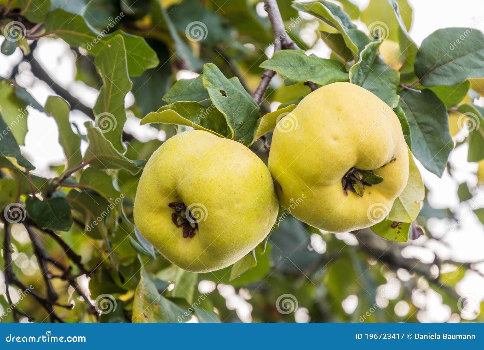 Two Ripe Quinces on an Old Quince Tree Stock Image - Image of quinces ...