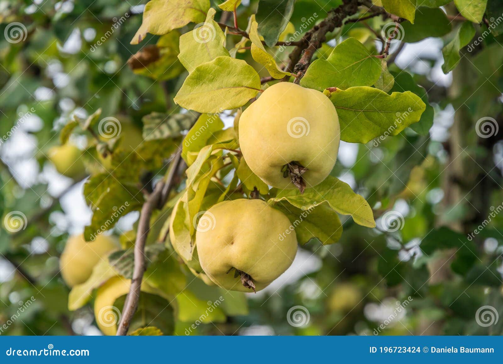 Two Ripe Quinces on an Old Quince Tree Stock Photo - Image of fresh ...
