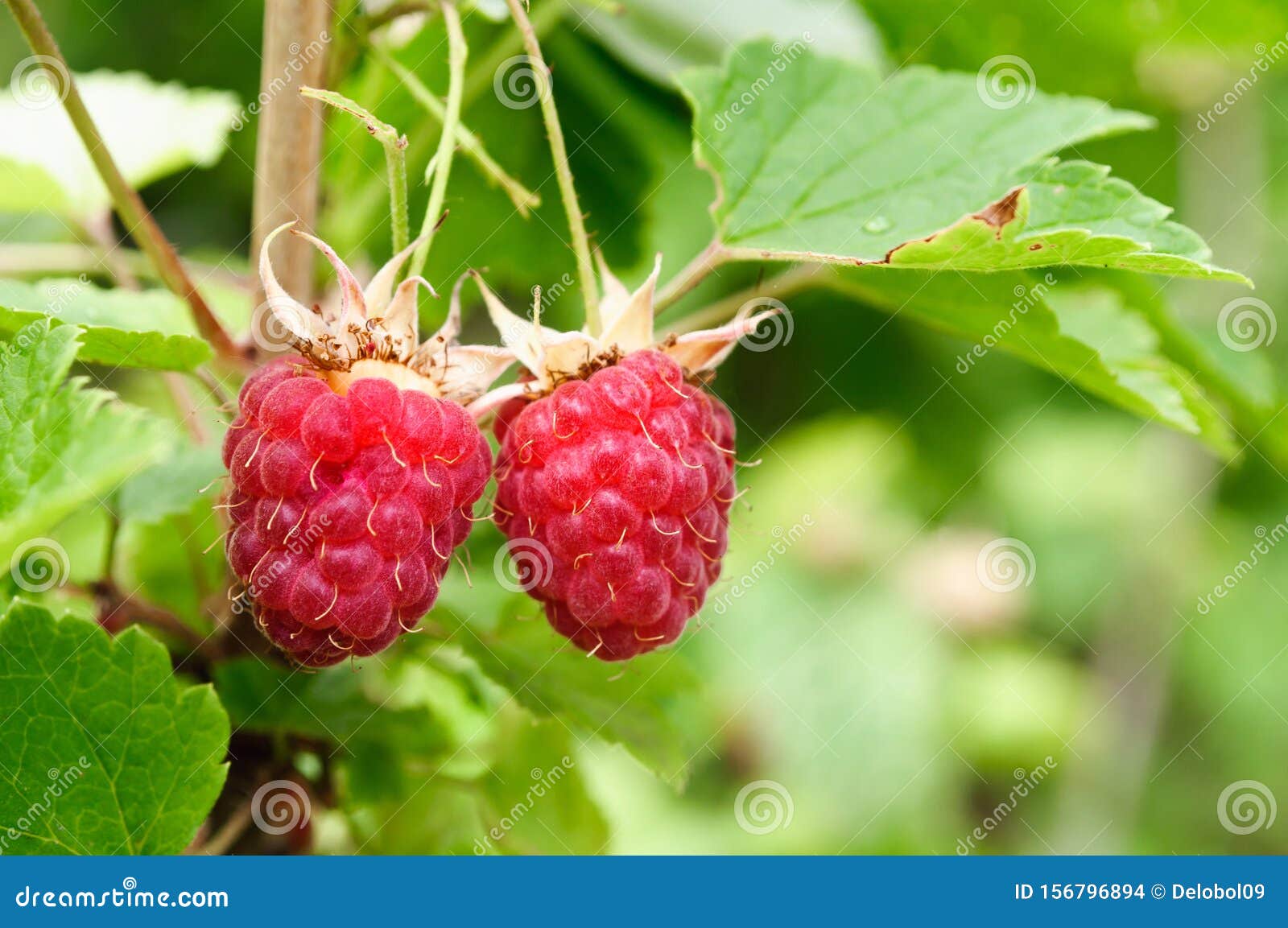 Two Ripe Red Berries on a Raspberry Bush Stock Photo - Image of ...