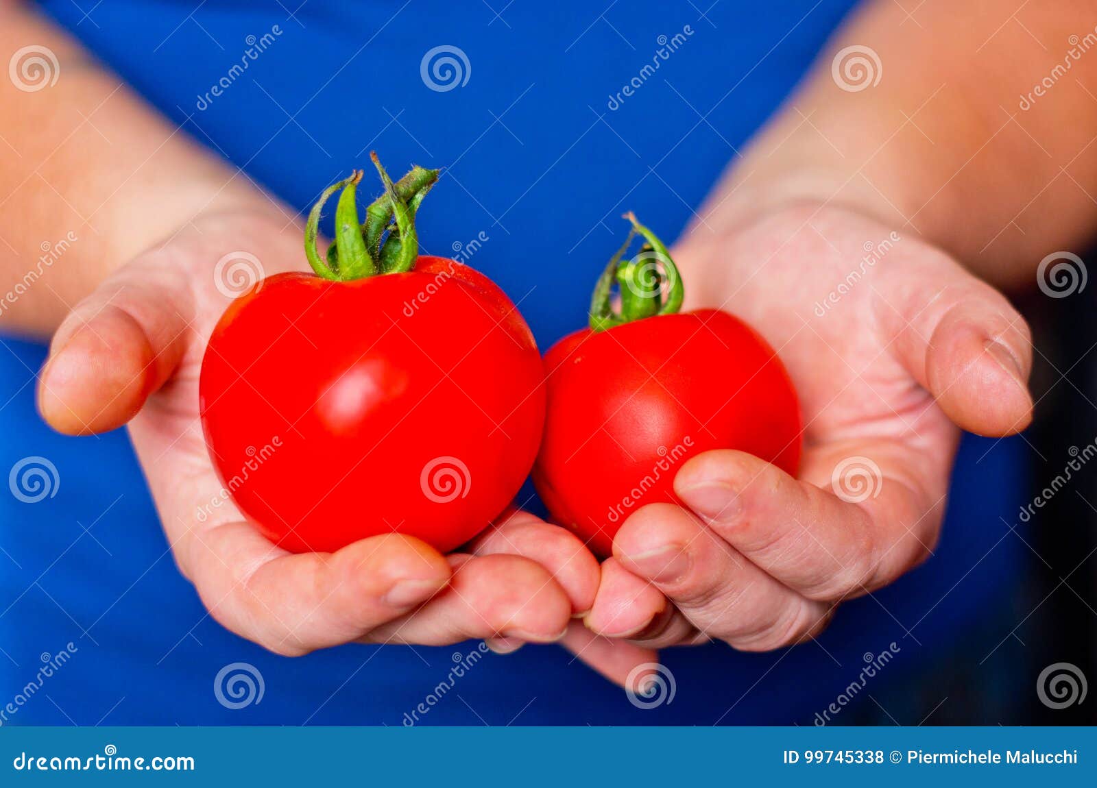 Two ripe tomatoes in hands stock photo. Image of girl - 99745338