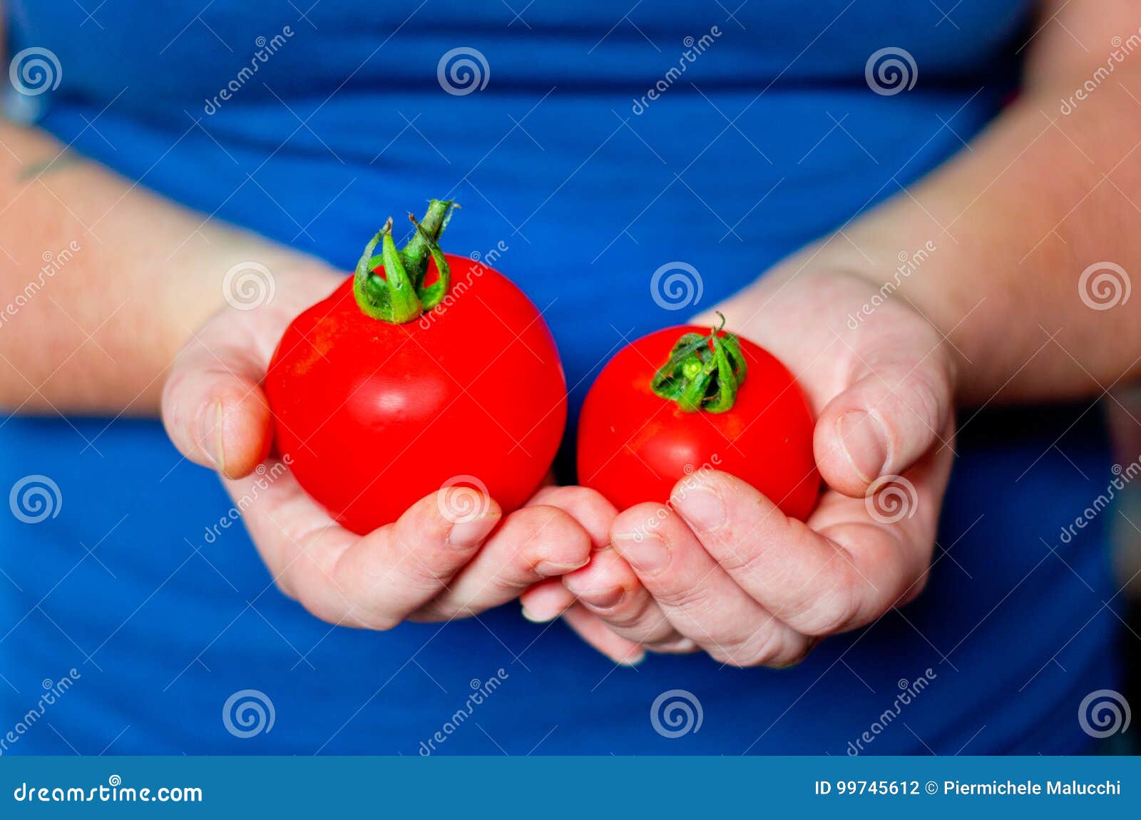 Two ripe tomatoes in hands stock photo. Image of natural - 99745612