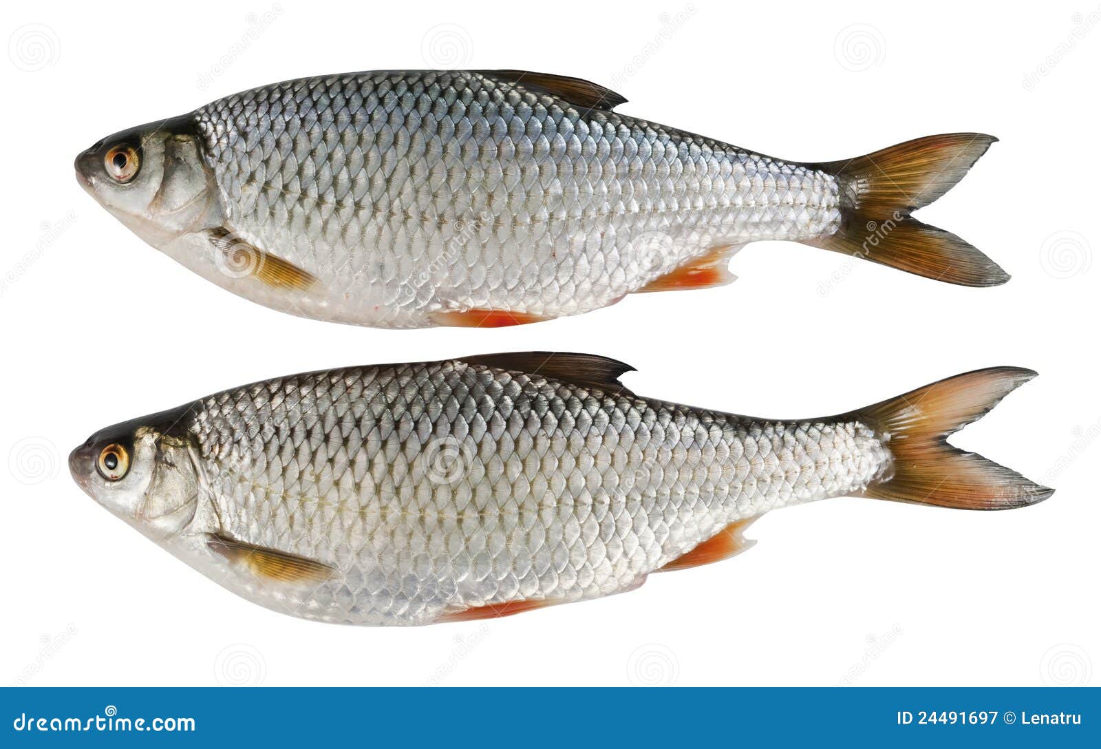 River Fish In A Plastic Bucket. Fish Catch. Carp And Carp. Weed Stock ...