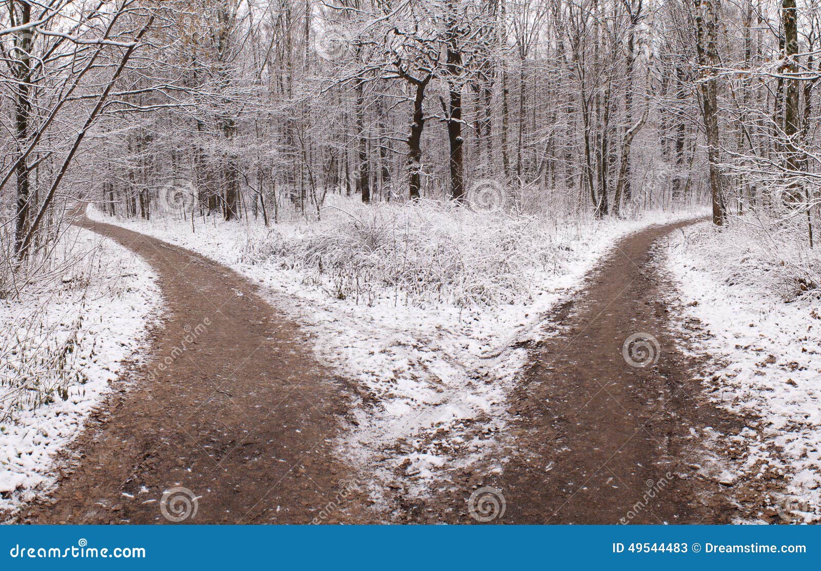 Two roads stock image. Image of tree, blizzard, park - 49544483
