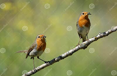 Two robins stock image. Image of bird, biology, nature - 31504925