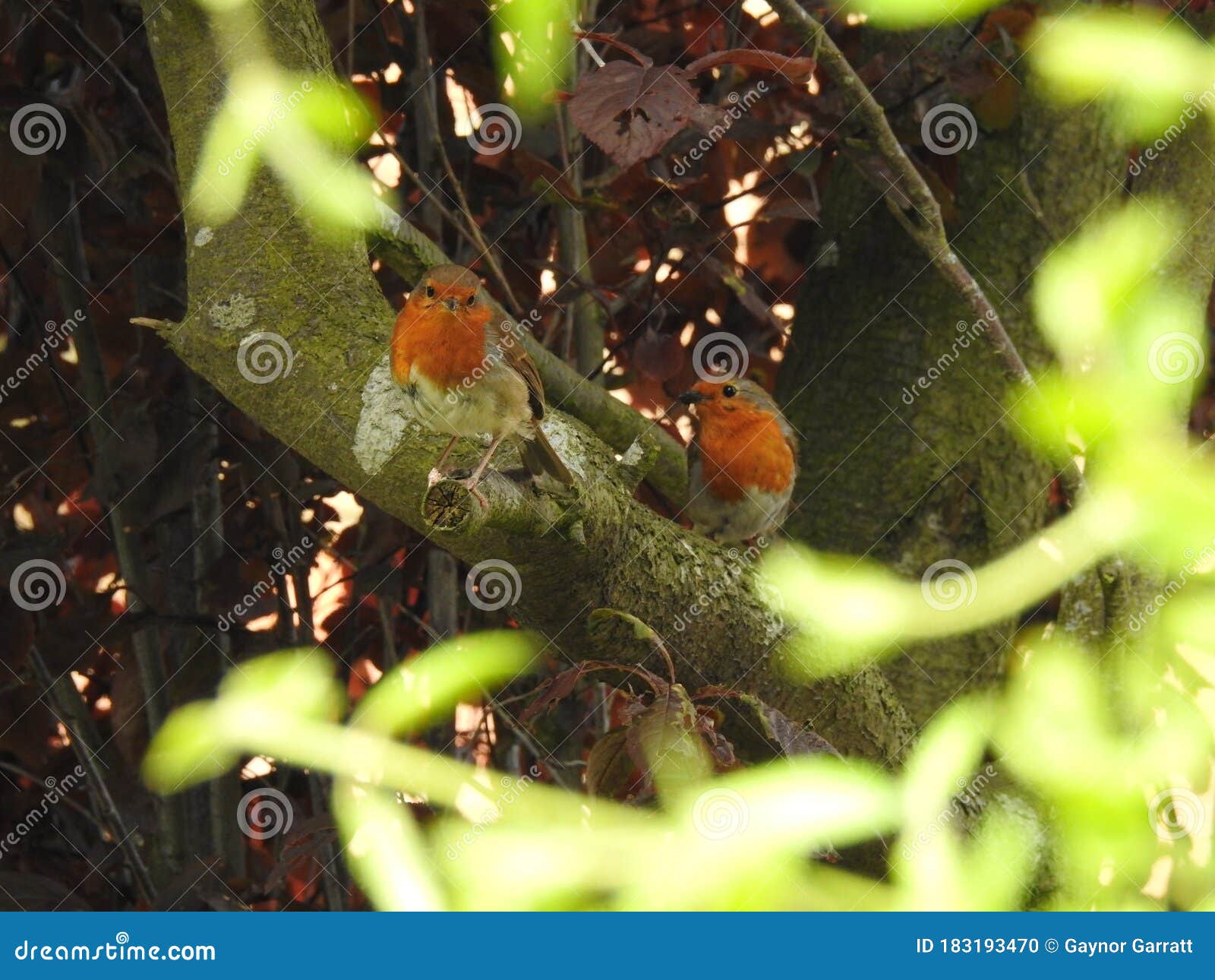 Two Robins in the garden stock photo. Image of nature - 183193470