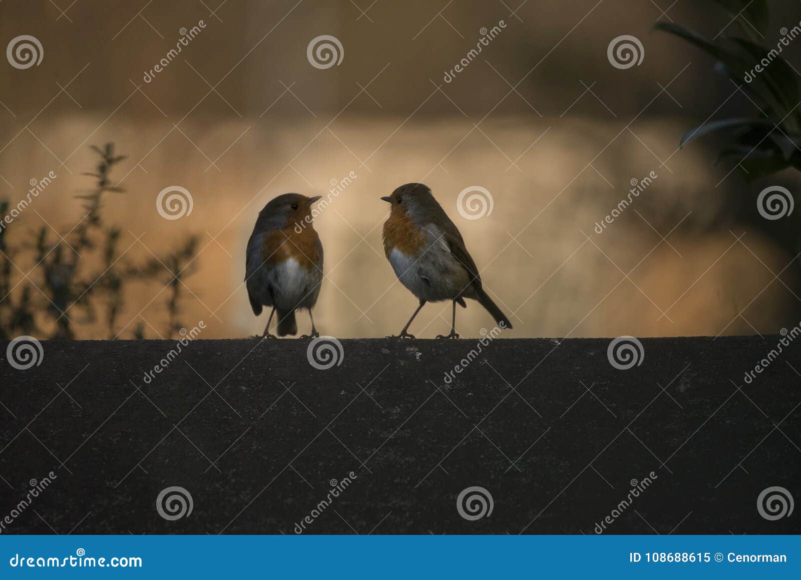 Two robins stock image. Image of blackbird, sunrise - 108688615