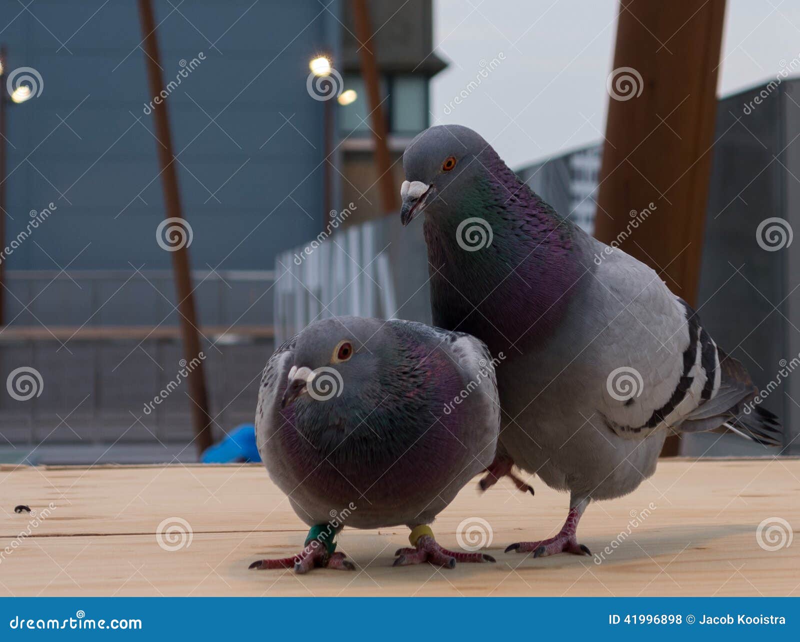 Two Rock Doves Standing On Bridge Handrails Stock Image | CartoonDealer ...