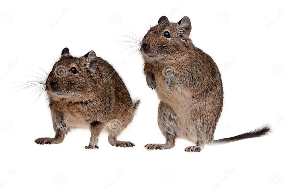 Two rodent degu stock image. Image of couple, together - 22292141