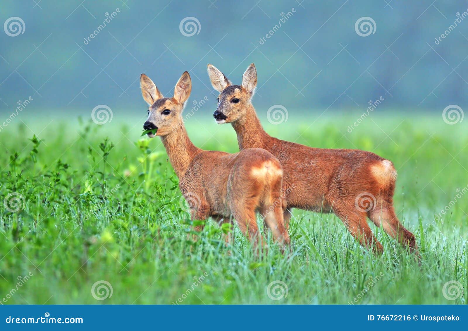 Two Roe Deer (Capreolus Capreolus) Cubs Stock Photo - Image of outdoor ...
