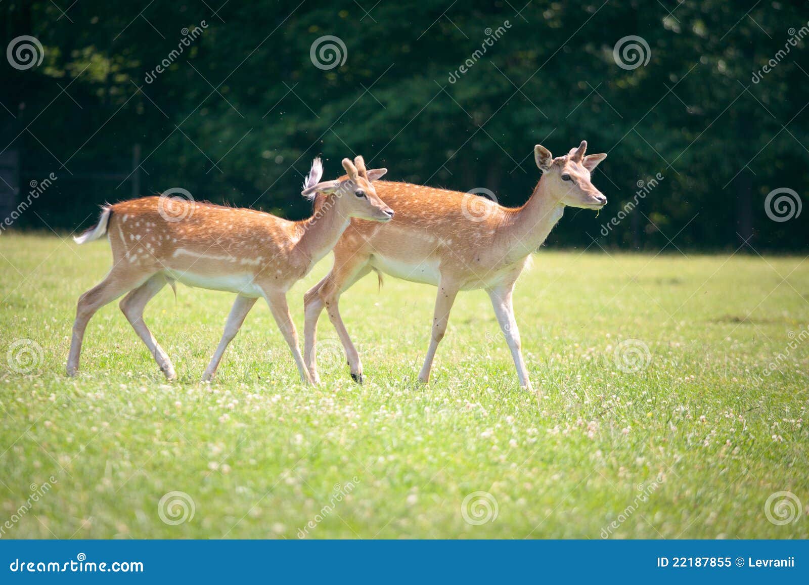 Two roe deers on a meadow stock image. Image of environment - 22187855