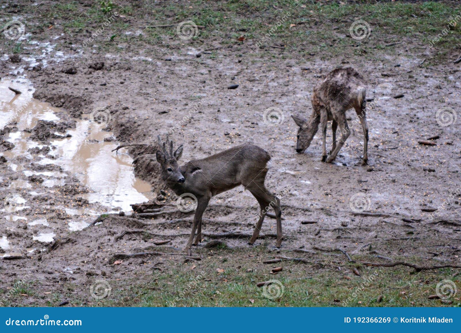 Two roe deers in the rain stock image. Image of chevreuil - 192366269