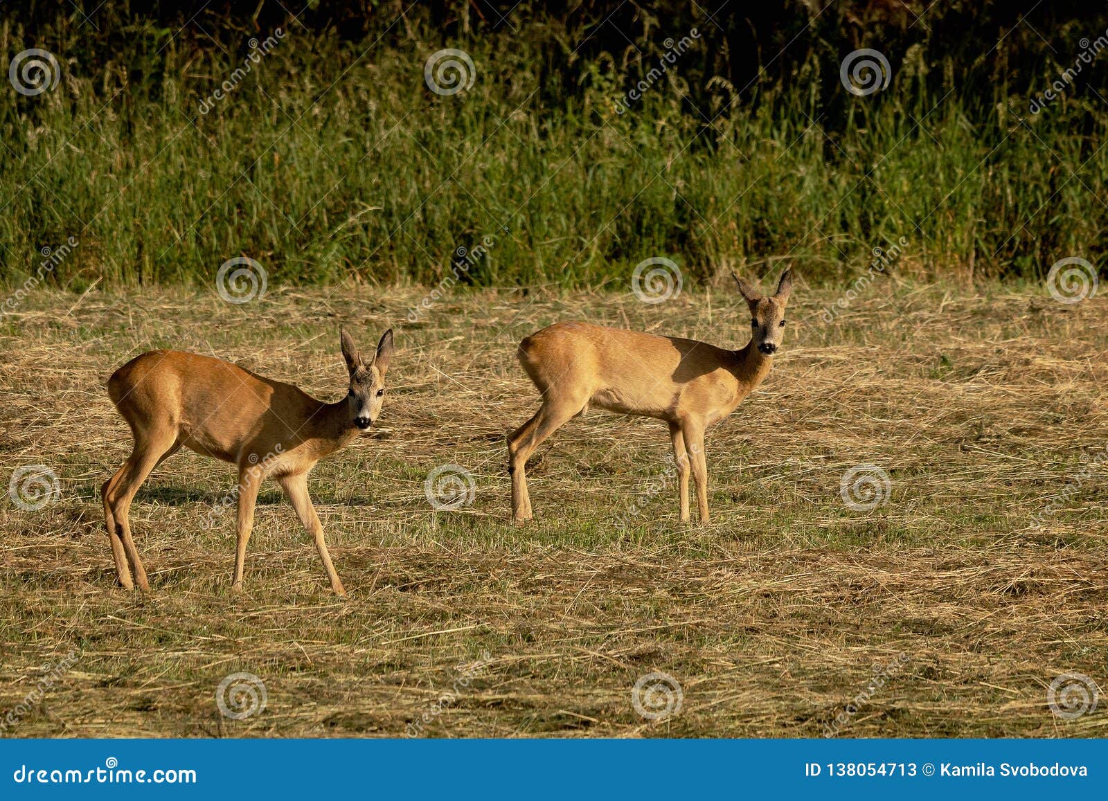Two roebucks. stock image. Image of wild, roebucks, fauna - 138054713