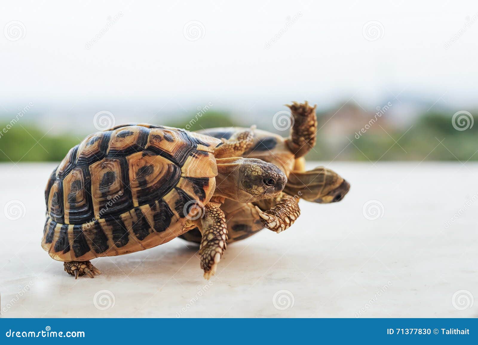 Two rolling turtles stock photo. Image of european, beak - 71377830
