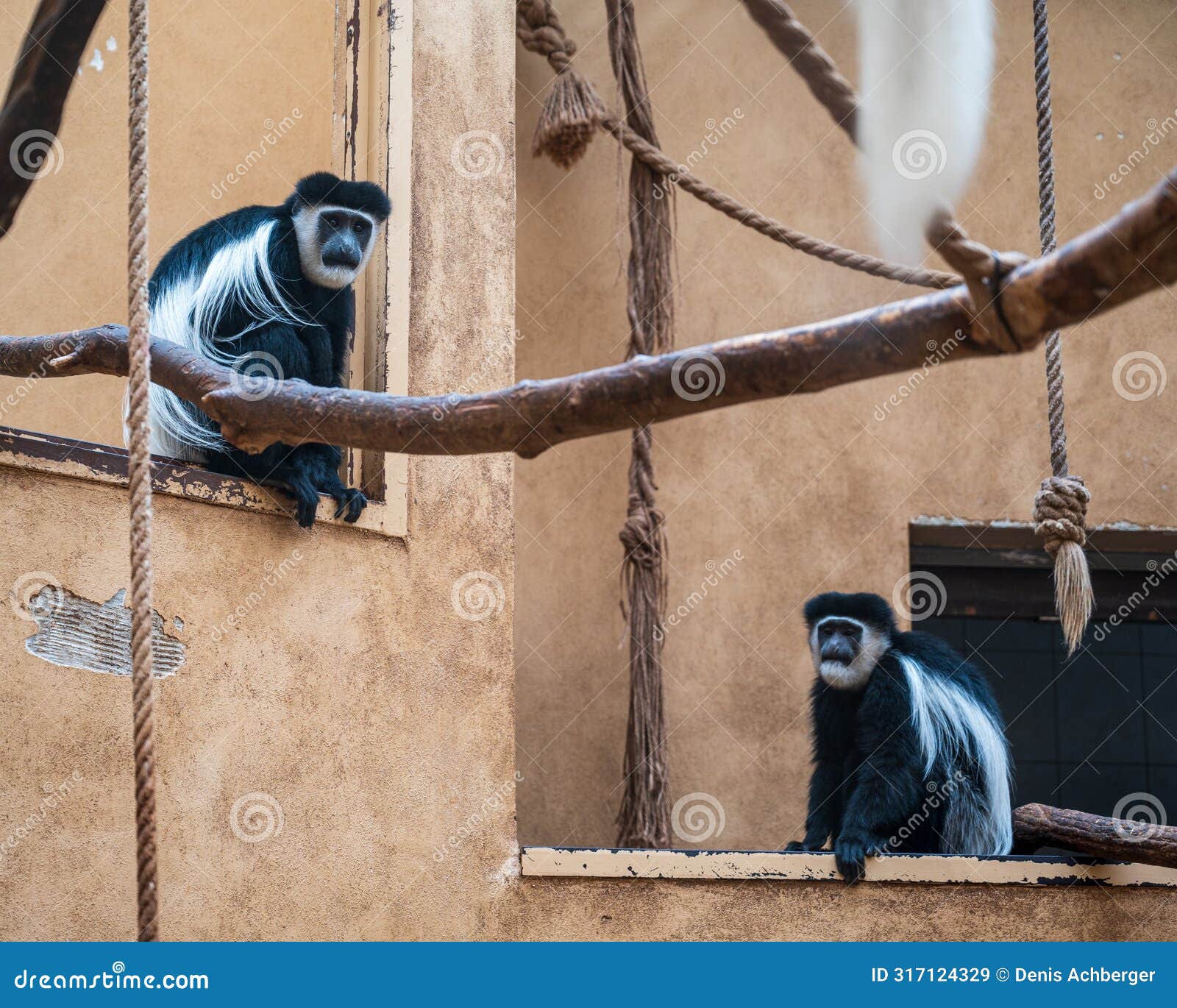 Two Roloway Monkeys Sit on Ledge on the Wall of the House Stock Image ...