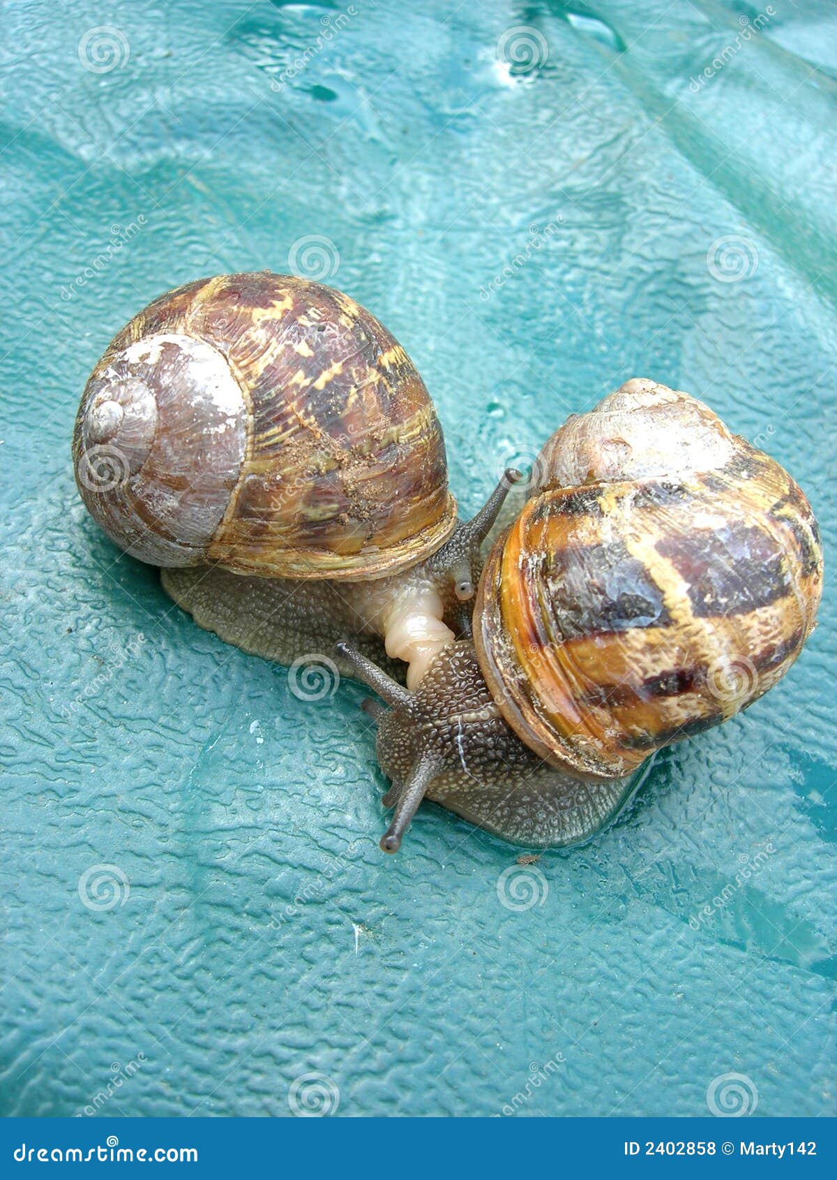 Two Roman snails stock photo. Image of mating, roman, snail - 2402858