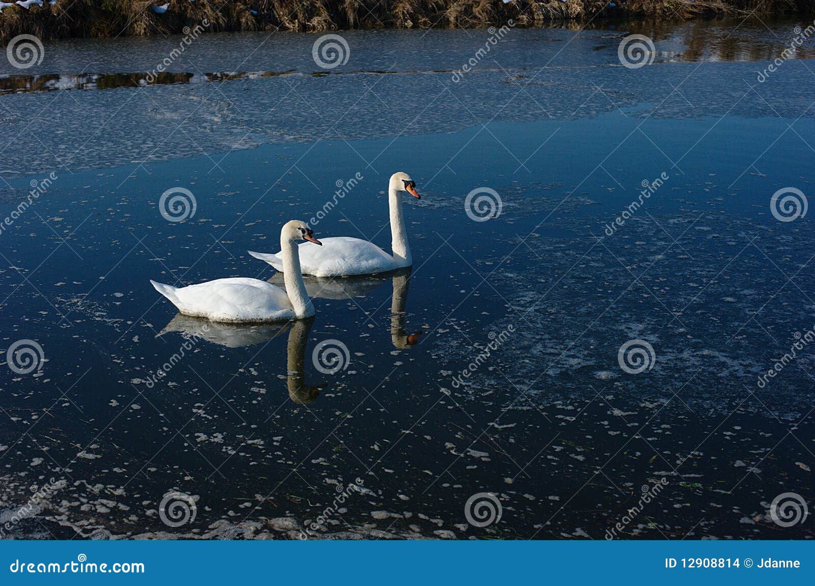 Two romantic swans stock photo. Image of peace, frosty - 12908814