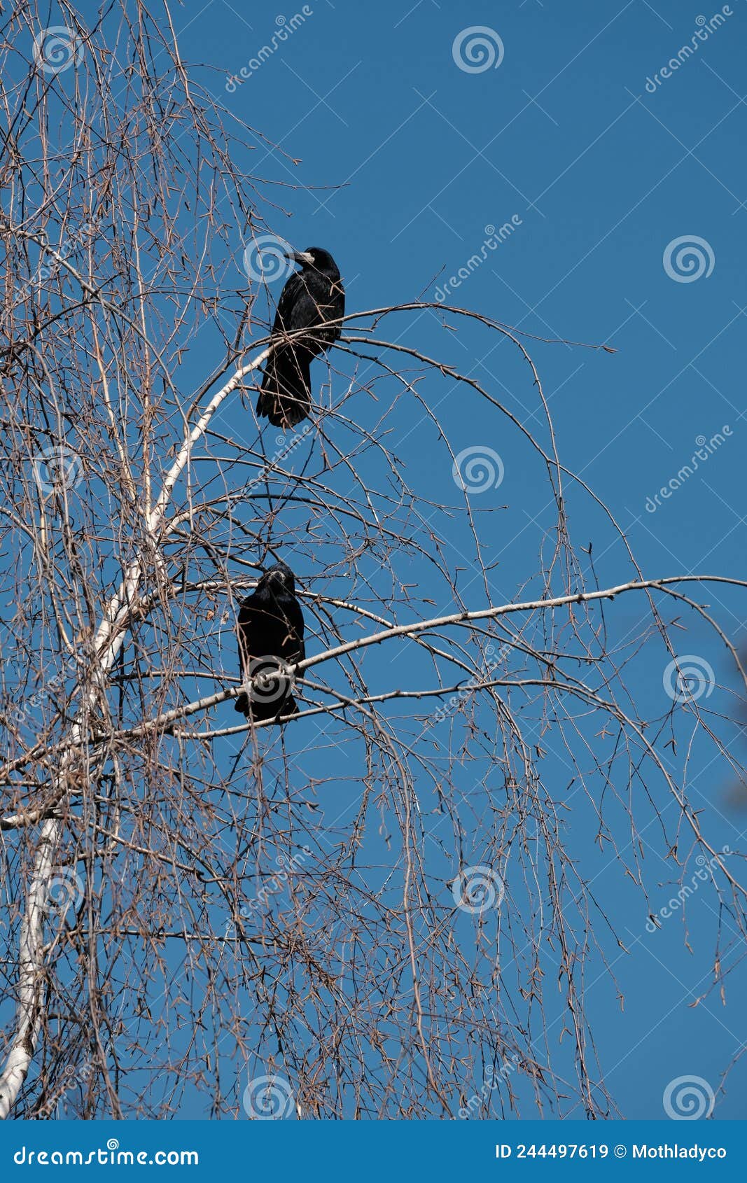 Two Rook Birds on the Tree, Two Black Birds in Nature Stock Image ...