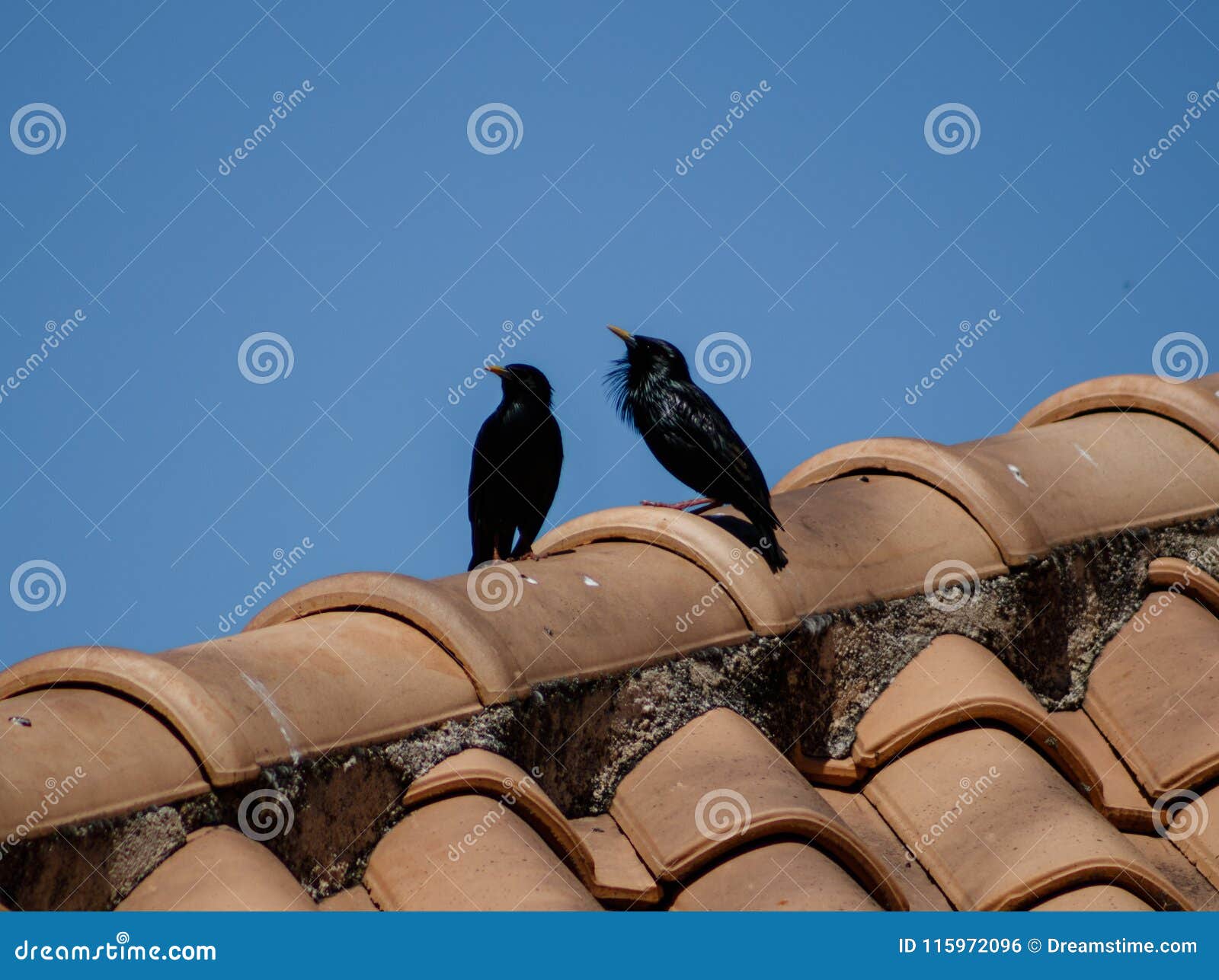 Two rooks on a roof stock photo. Image of europe, bird - 115972096