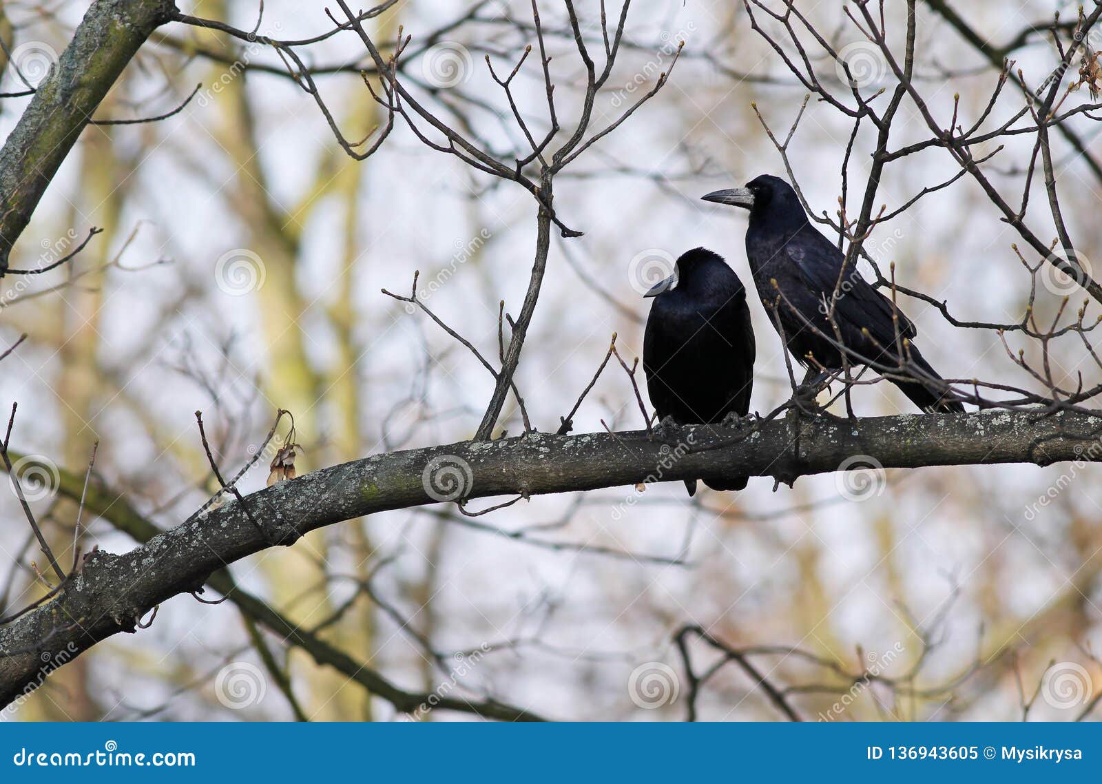 Two rooks stock image. Image of branches, black, rooks - 136943605