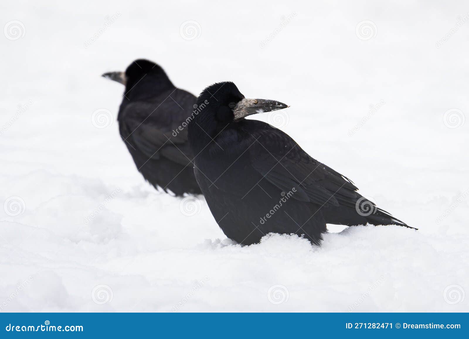 Two Rooks Standing the Snow Stock Image - Image of feather, directions ...