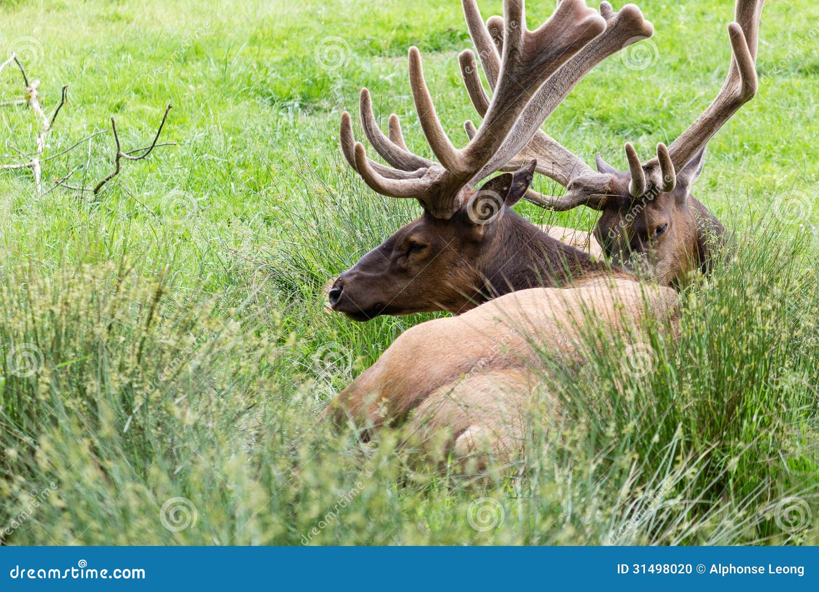 Two roosevelt elk stock photo. Image of peaceful, deer - 31498020