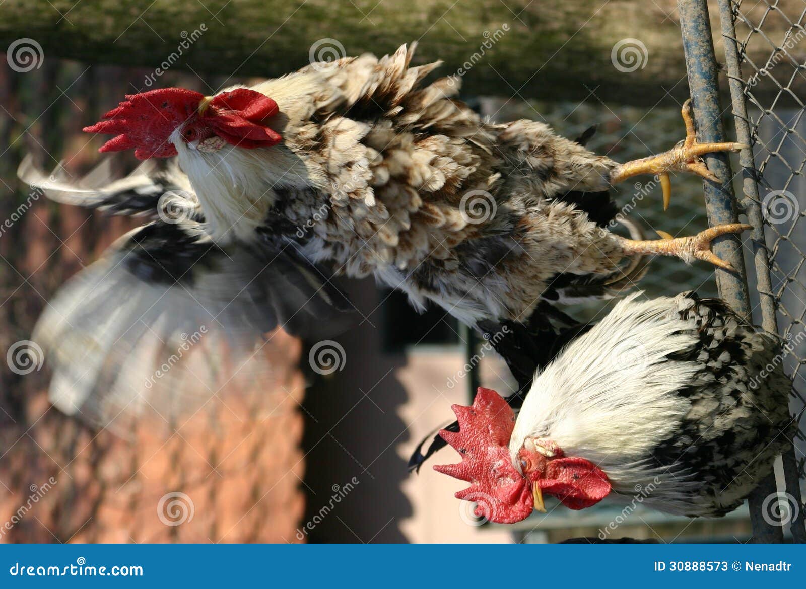 Two Rooster stock image. Image of crest, legs, portrait - 30888573