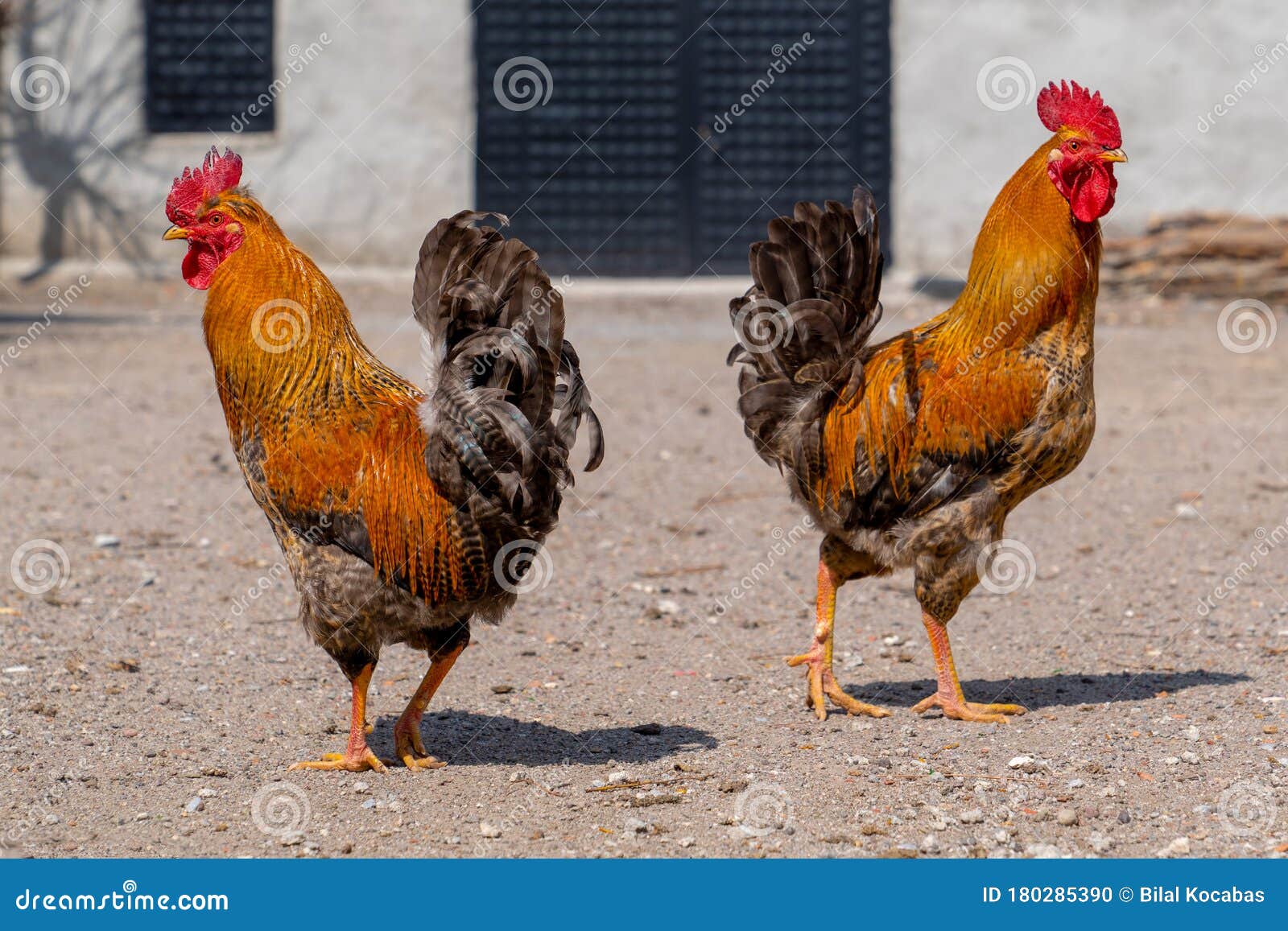 Two Roosters Facing Different Directions Stock Photo - Image of concept ...