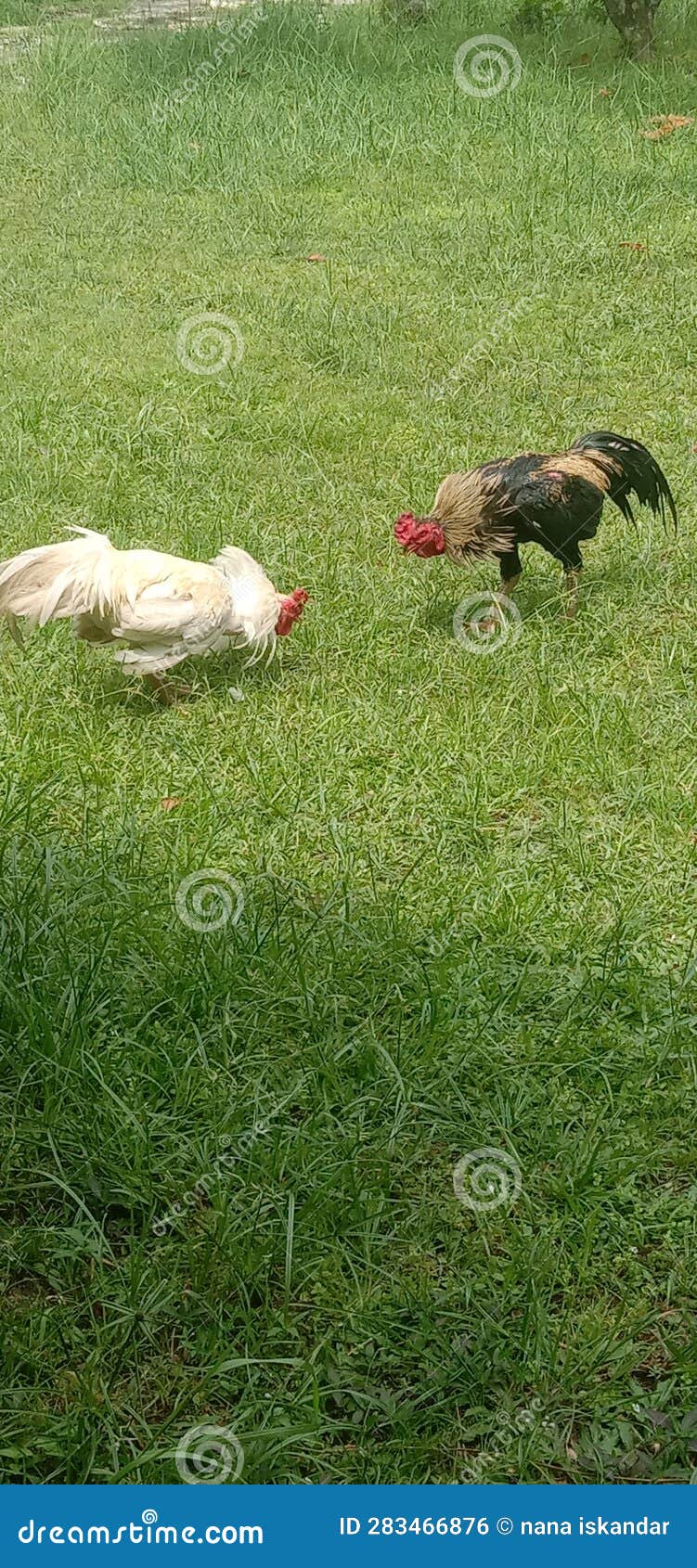 Two Or Roosters Fighting Royalty-Free Stock Photo | CartoonDealer.com ...