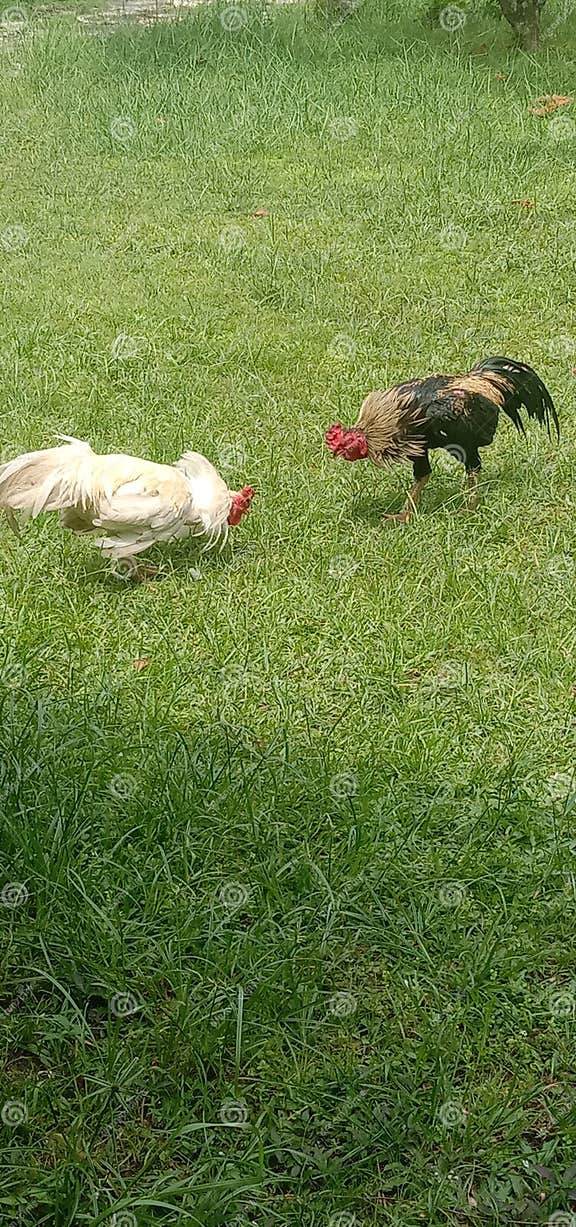 Two roosters fighting stock photo. Image of nature, fighting - 283466876