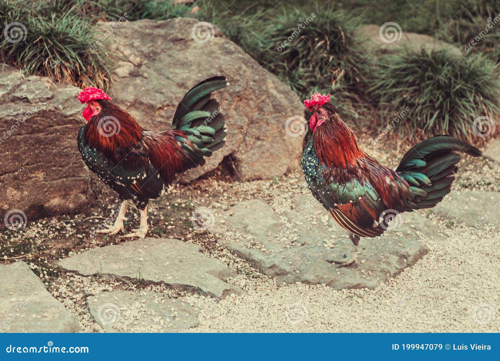 Two roosters posing stock image. Image of comb, green - 199947079