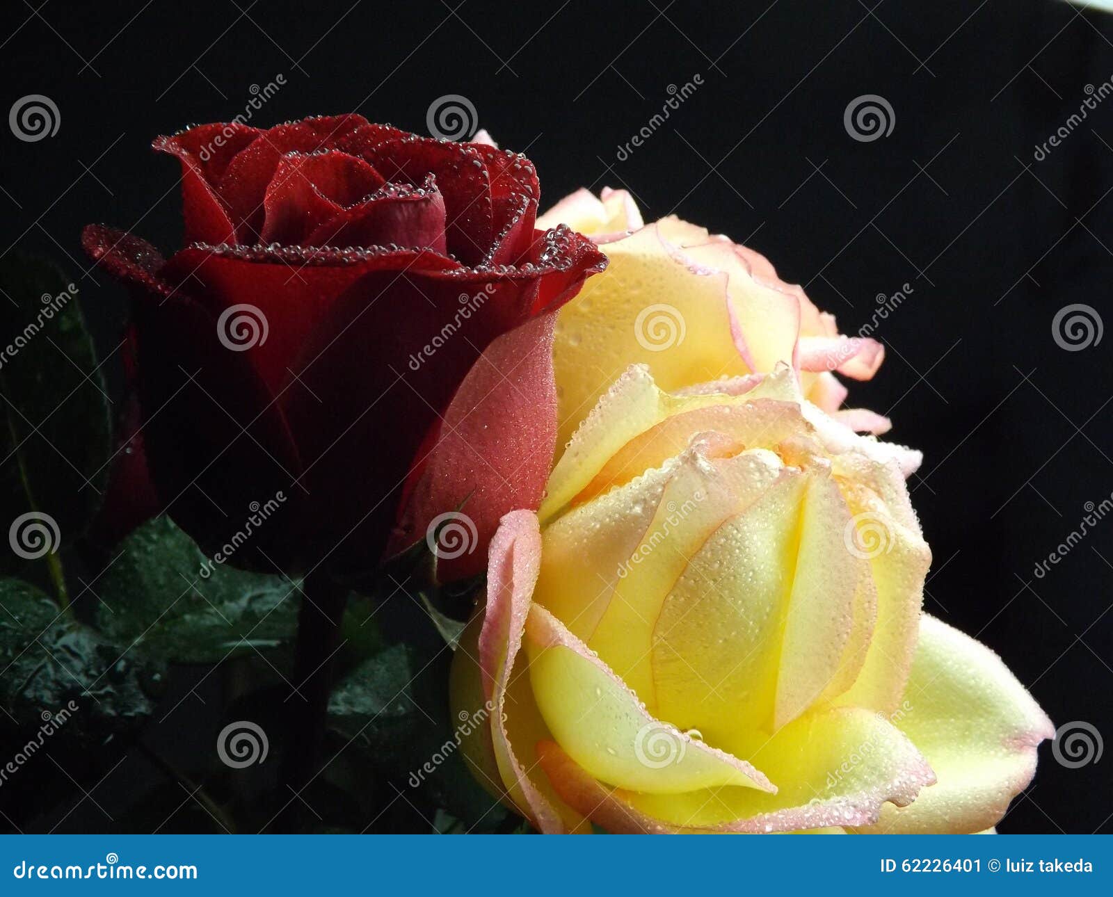 Two rose stock image. Image of rose, smile, love, falling - 62226401
