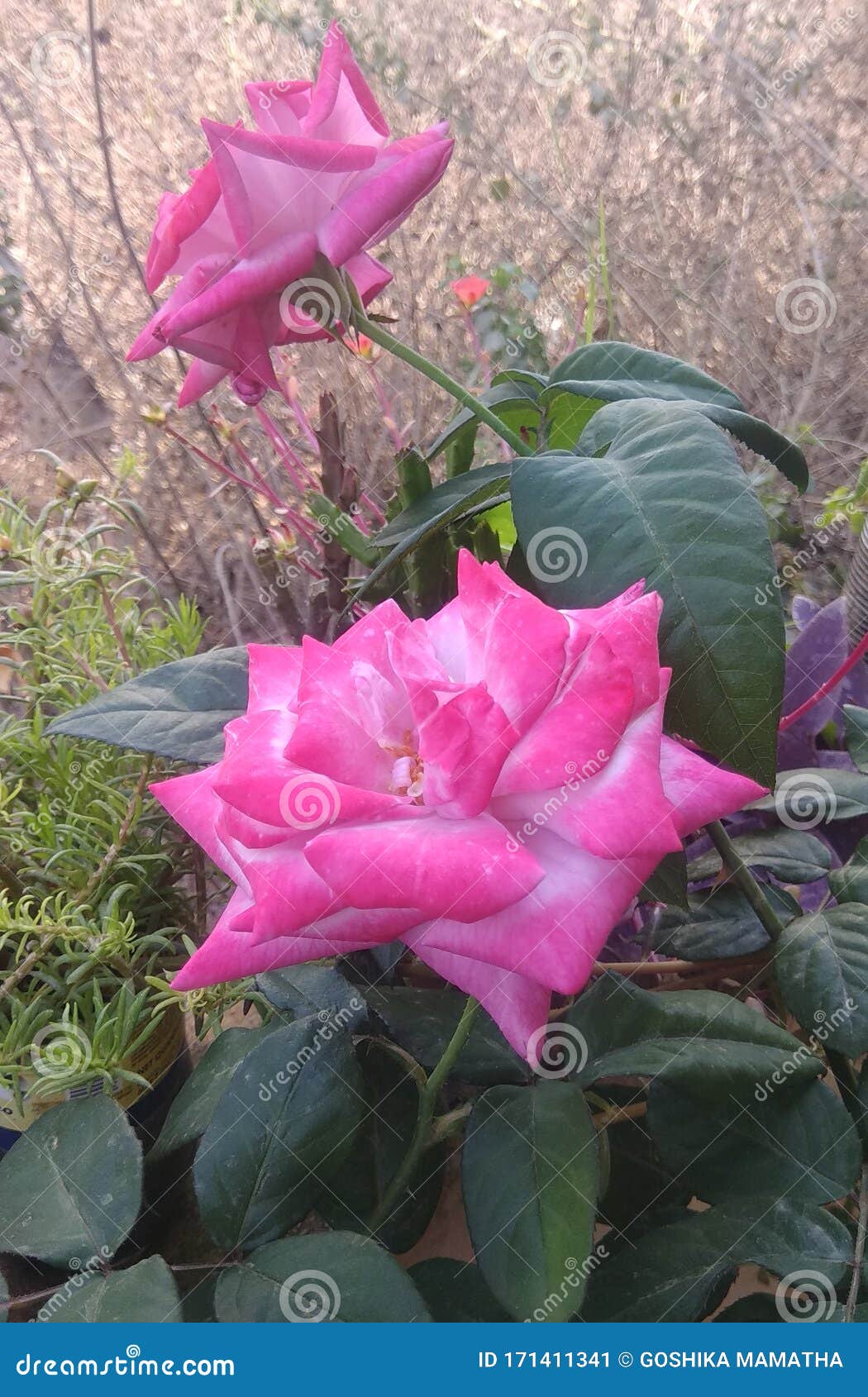 Two Rose Flowers Blooming in Pink Color Stock Image - Image of pink ...