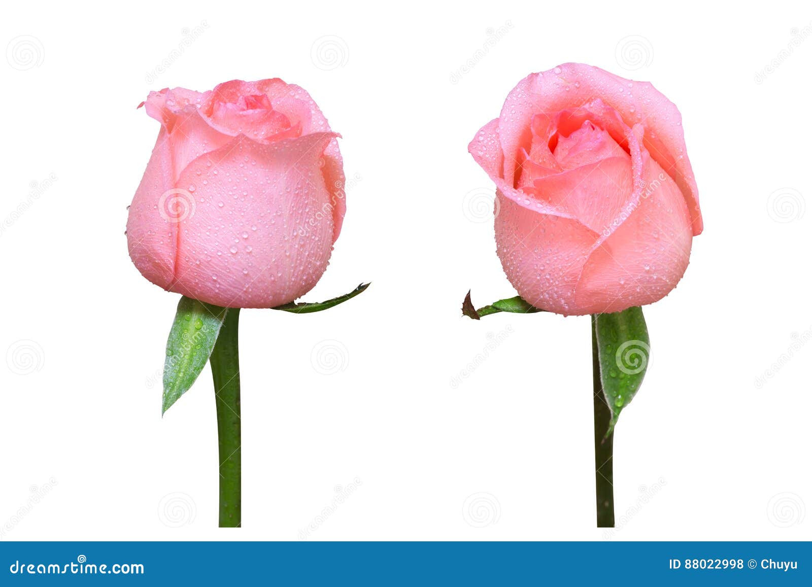 Two rose flowers isolated stock photo. Image of blossom - 88022998
