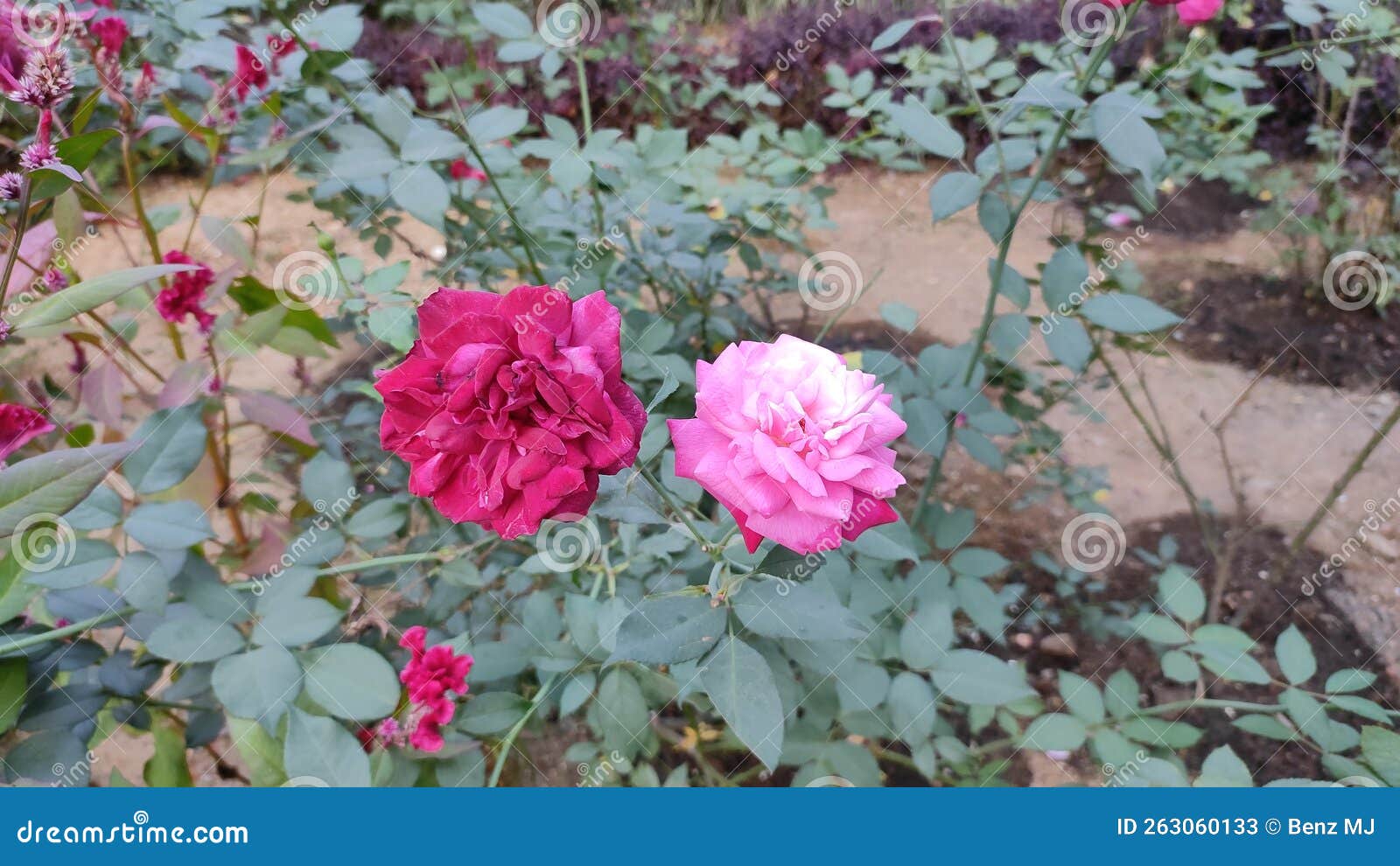 Two Rose Flowers Like Twins in the Garden Stock Image - Image of rose ...