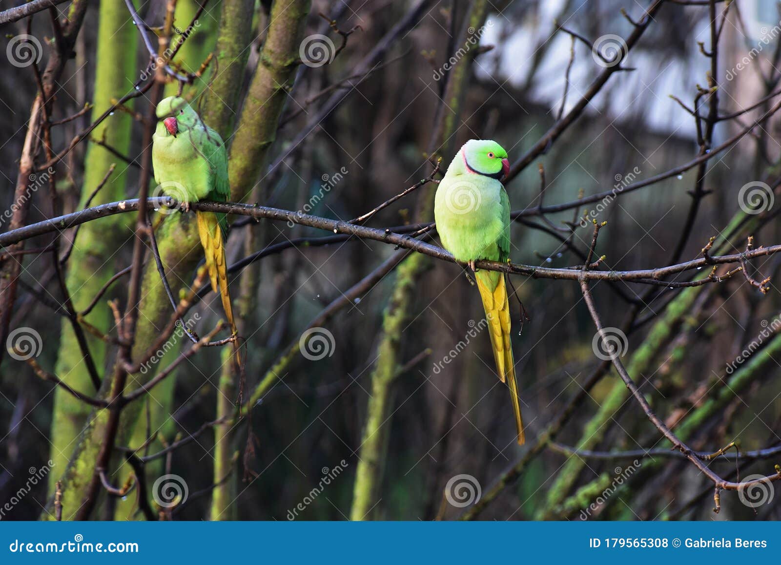 Two Rose-ringed Parakeet on Tree Branch. Stock Photo - Image of ...