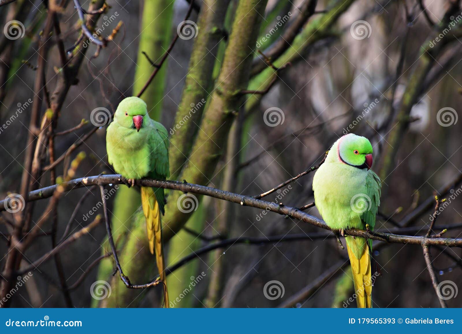 Two Rose-ringed Parakeet on Tree Branch. Stock Image - Image of flying ...