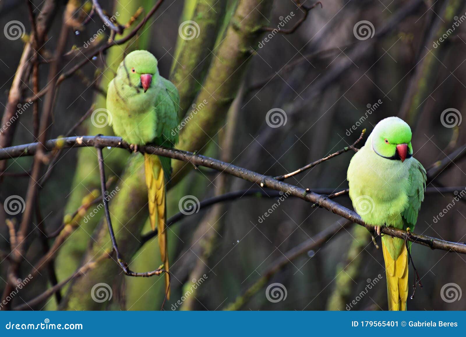 Two Rose-ringed Parakeet on Tree Branch. Stock Image - Image of bright ...
