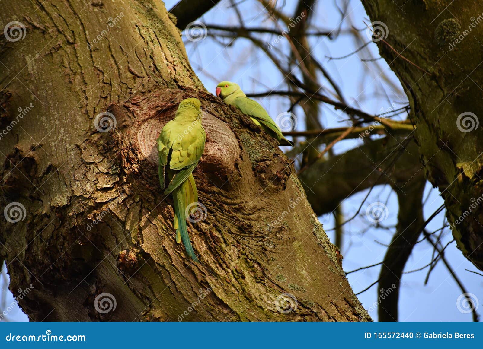 Two Rose-ringed Parakeets on Tree. Stock Photo - Image of beauty, asia ...