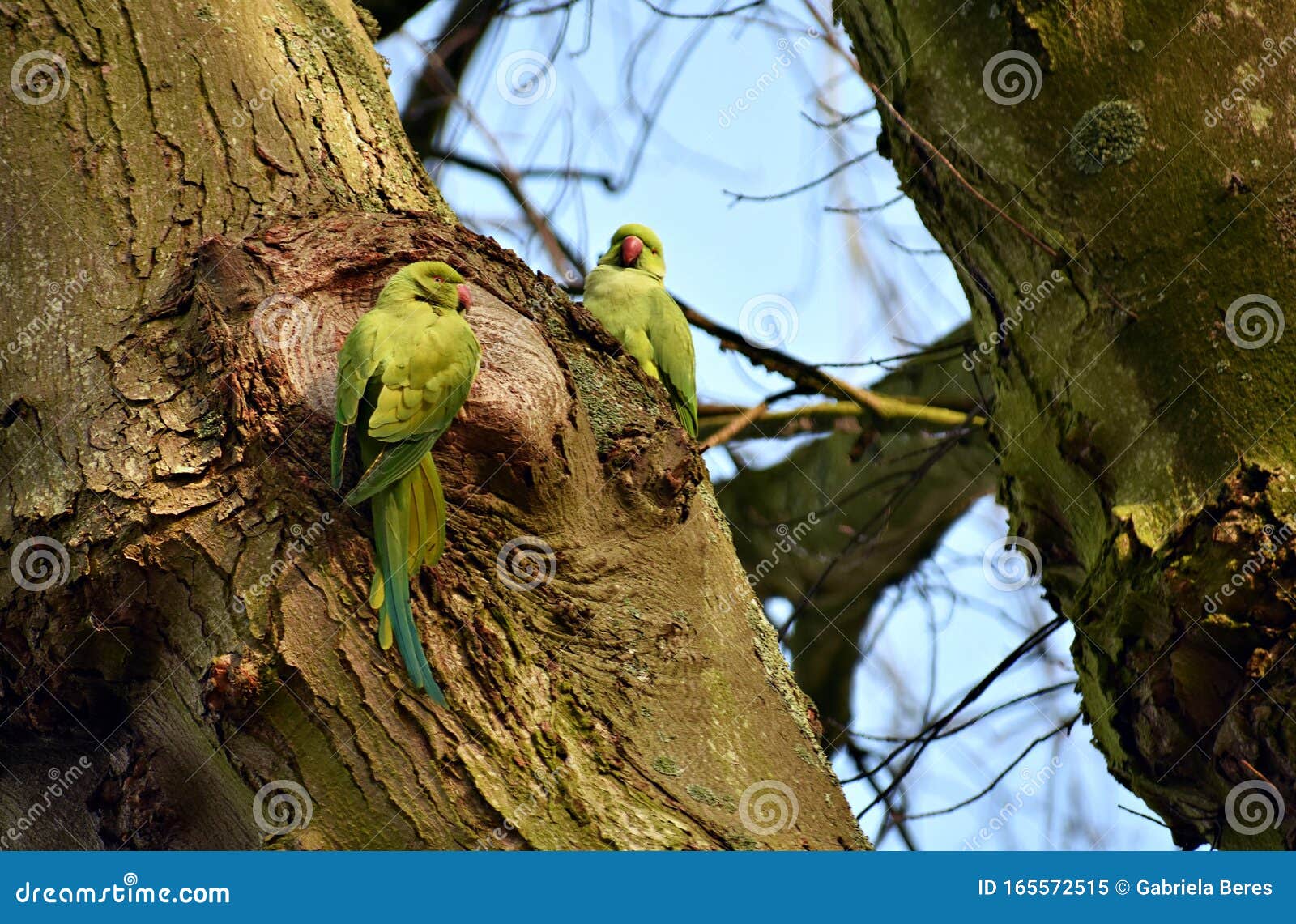 Two Rose-ringed Parakeets on Tree. Stock Image - Image of beautiful ...