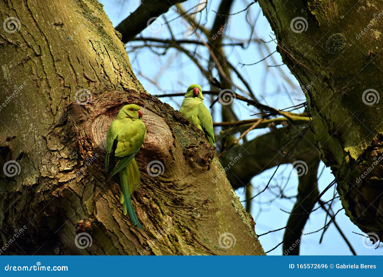 Two Rose-ringed Parakeets on Tree. Stock Photo - Image of green, bill ...